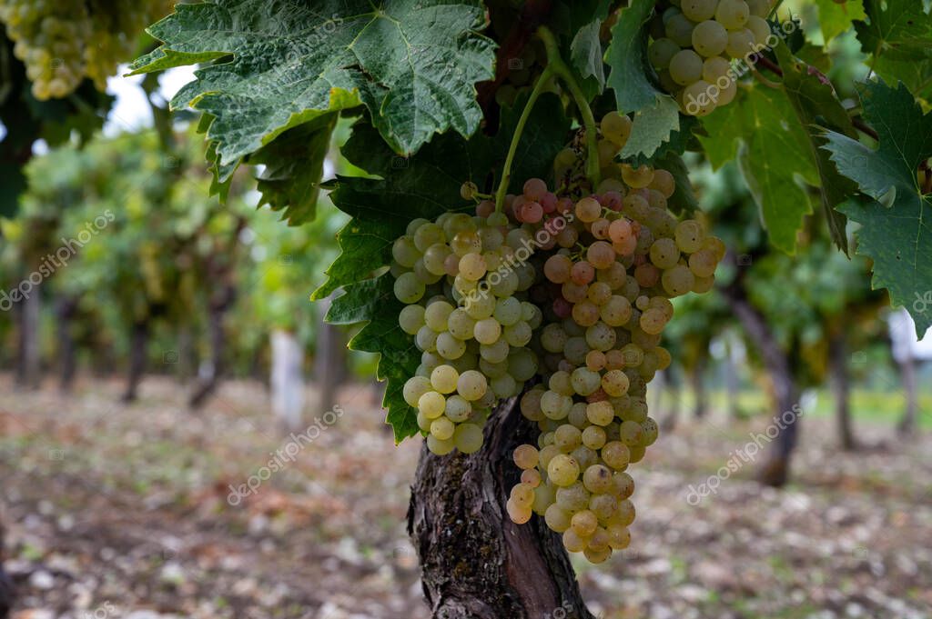 Tiempo de cosecha en viñedos de la región vinícola blanca de Cognac ...