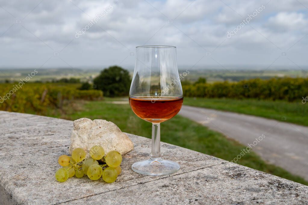 Degustación de bebida alcohólica fuerte Cognac en la región de Cognac ...