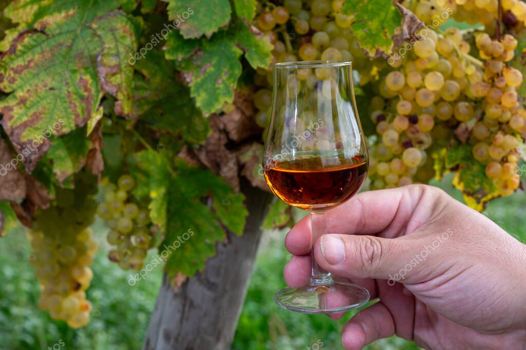Degustación de bebida alcohólica fuerte Cognac en la región de Cognac ...