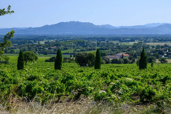 Vineyards of Chateauneuf du Pape appelation with grapes growing on ...