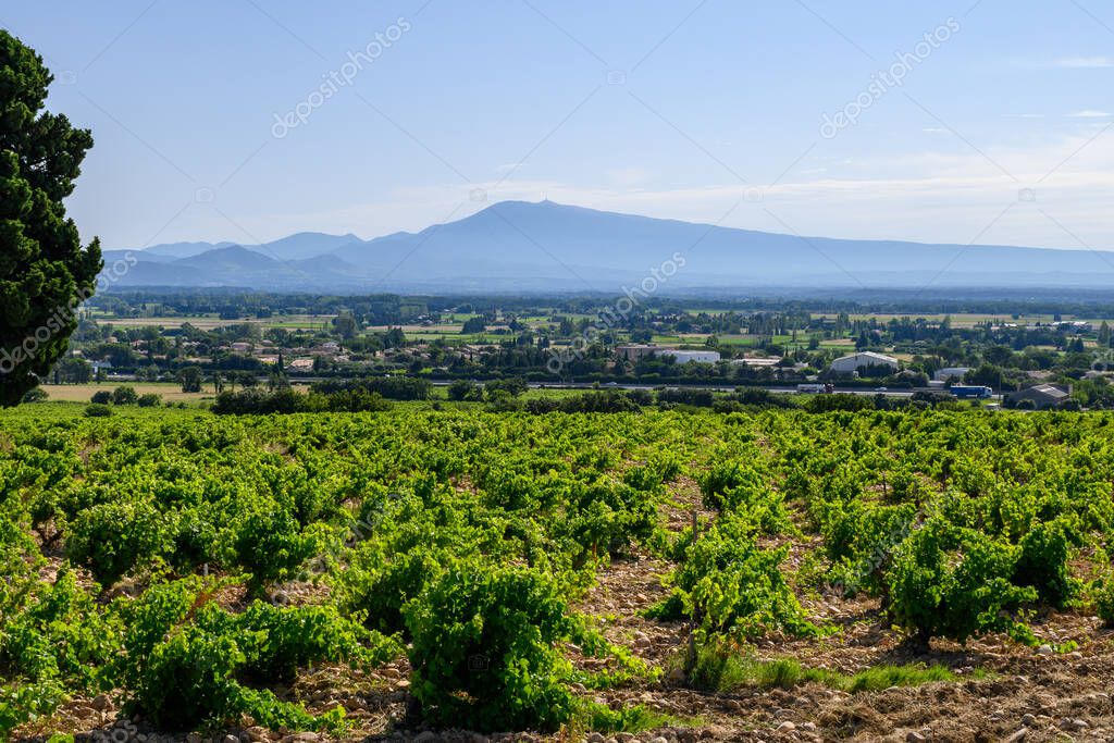 Viñedos de Chateauneuf du Pape appelation con uvas que crecen en suelos ...