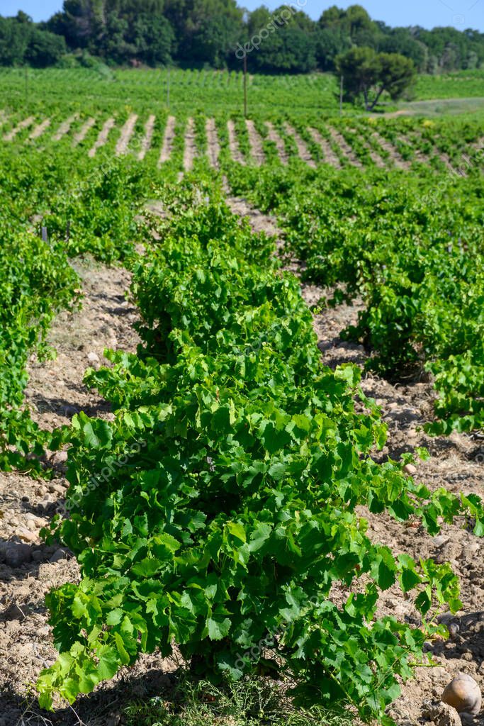 Viñedos de Chateauneuf du Pape appelation con uvas que crecen en suelos ...
