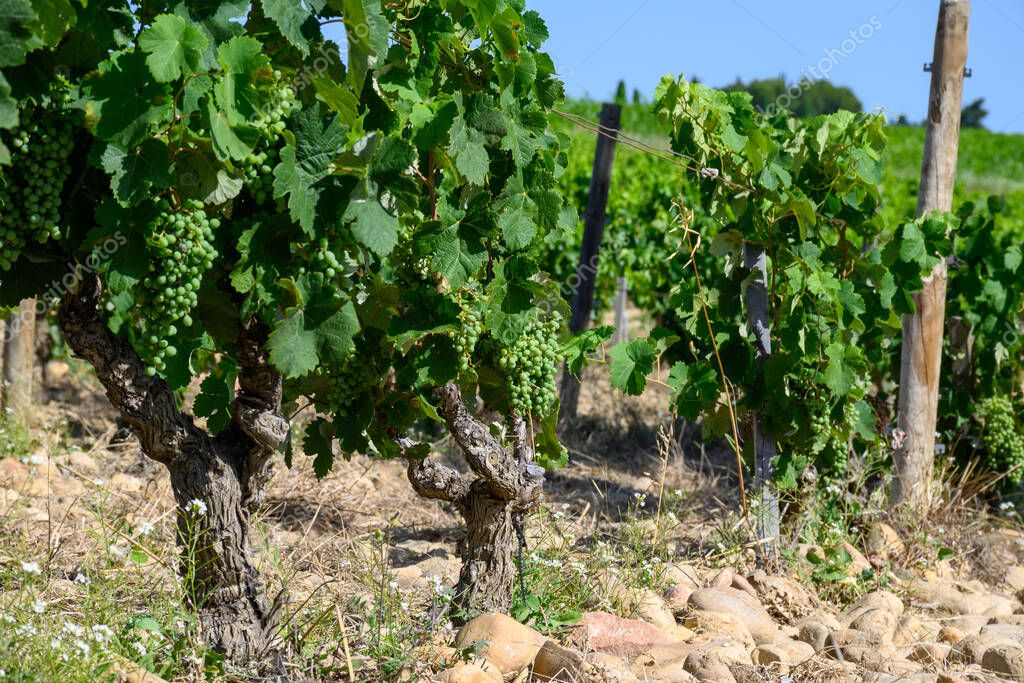 Viñedos de Chateauneuf du Pape denominación con uvas que crecen en ...