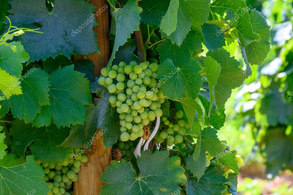 Viñedos de Chateauneuf du Pape denominación con uvas que crecen en ...