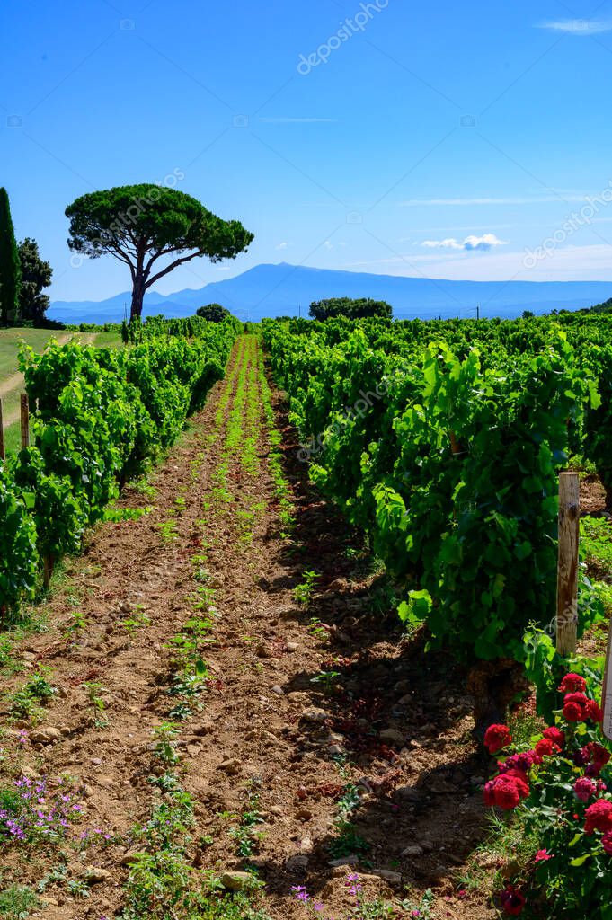 Viñedos de Chateauneuf du Pape denominación con uvas que crecen en ...