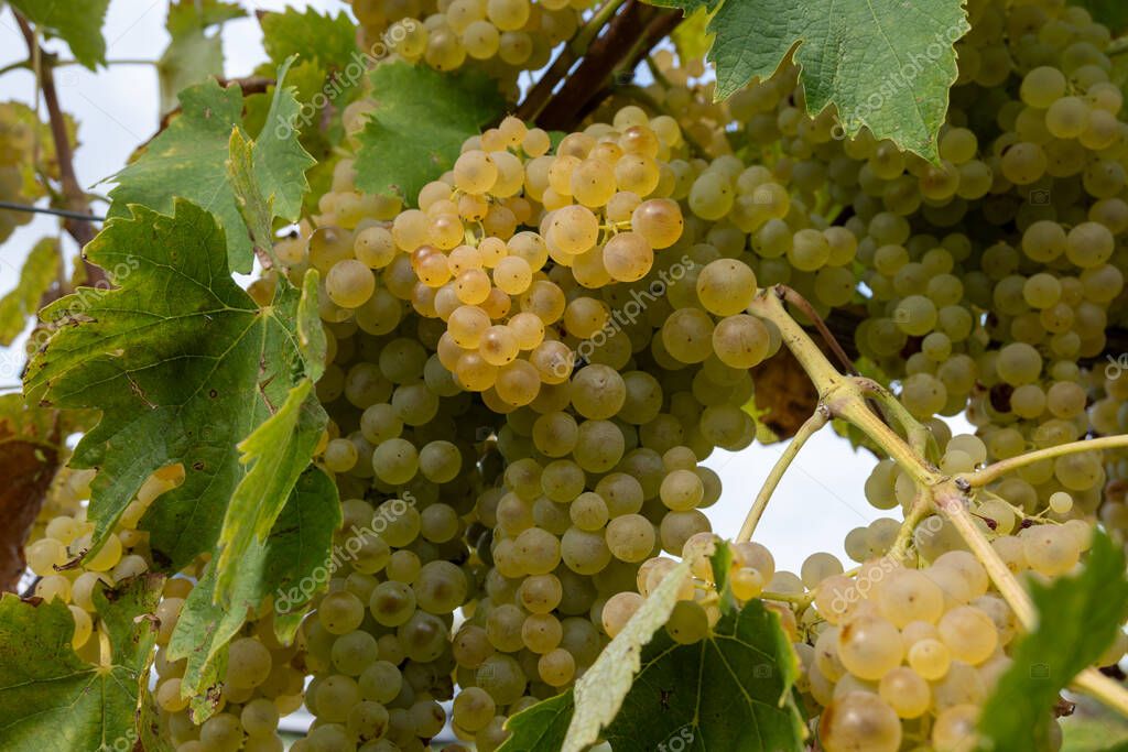 Tiempo de cosecha en la región del vino blanco de Cognac, Charente ...