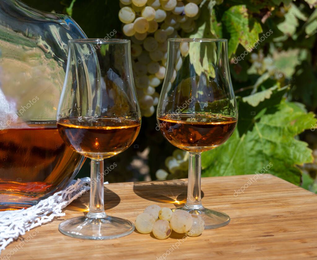 Degustación de bebida alcohólica fuerte Cognac en la región de Cognac ...