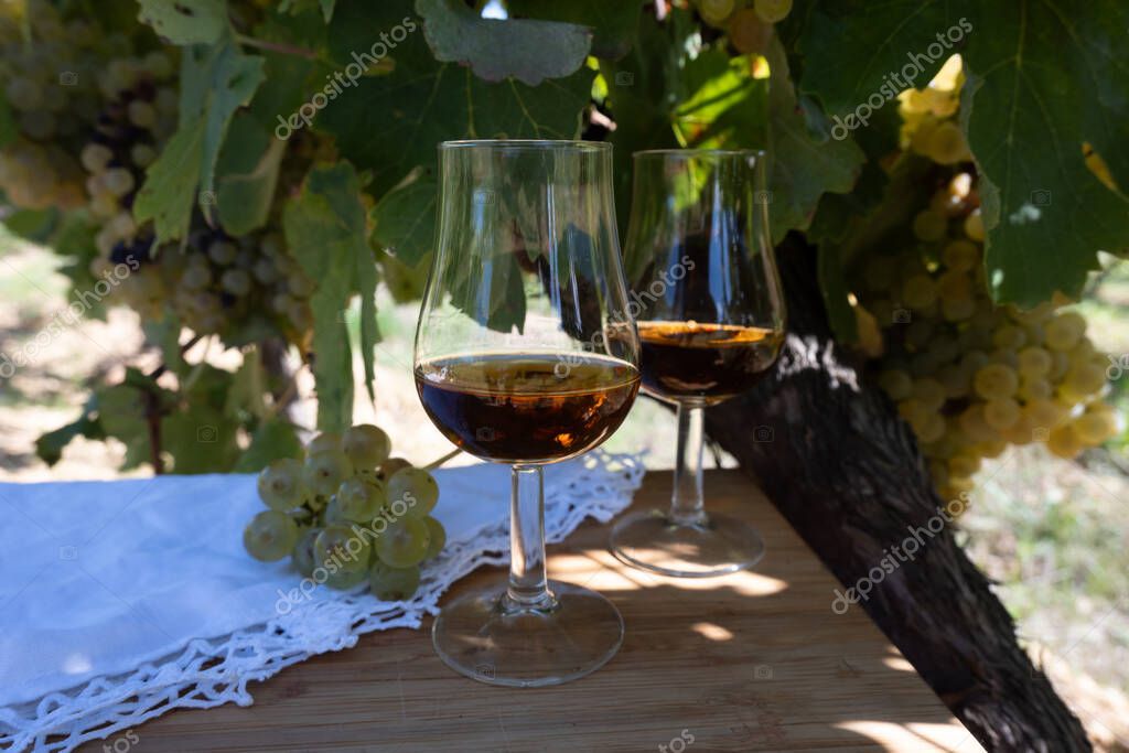 Degustación de bebida alcohólica fuerte Cognac en la región de Cognac ...