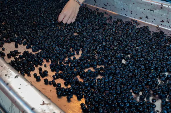 Sorting, harvest works in Saint-Emilion wine making region on right ...