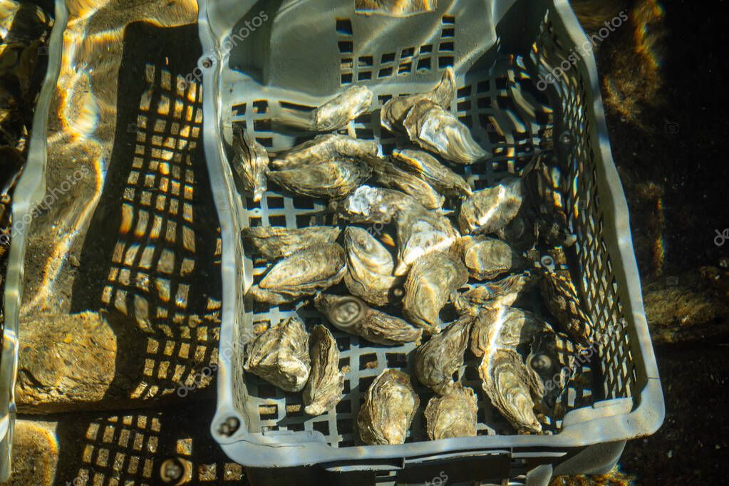 Cajas de ostras vivas bajo el resplandeciente agua de mar en la granja ...