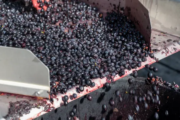 Sorting belt, harvest works in Saint-Emilion wine making region on ...