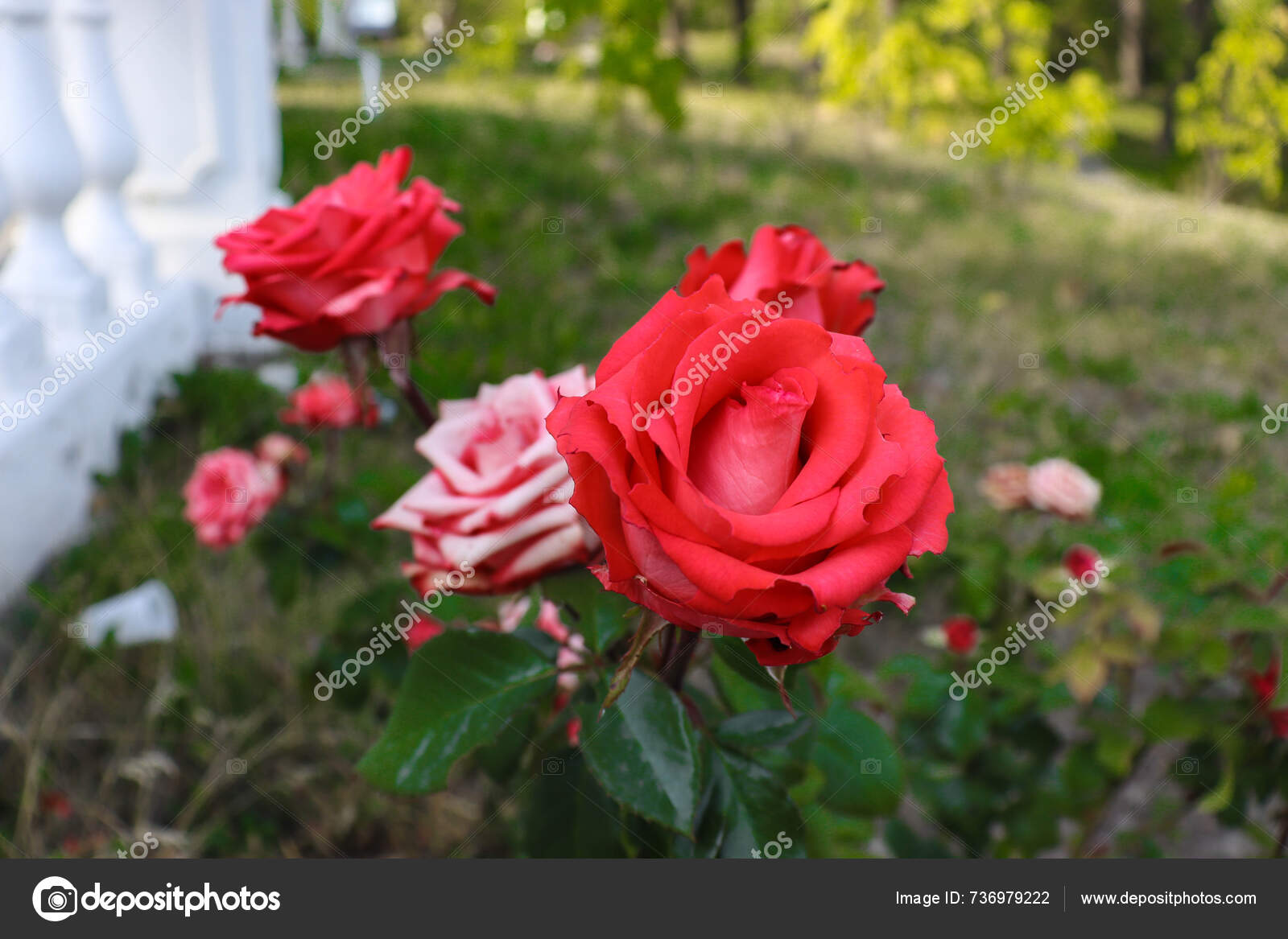 Red Roses Garden — Stock Photo © NataliyaDV #736979222