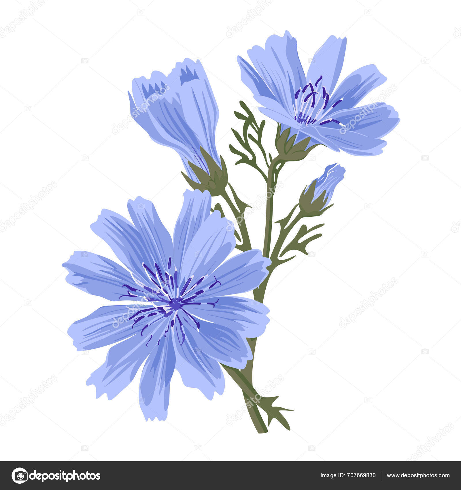 Flowers Root Chicory Plant Vector Illustration Useful Medicinal Herb ...