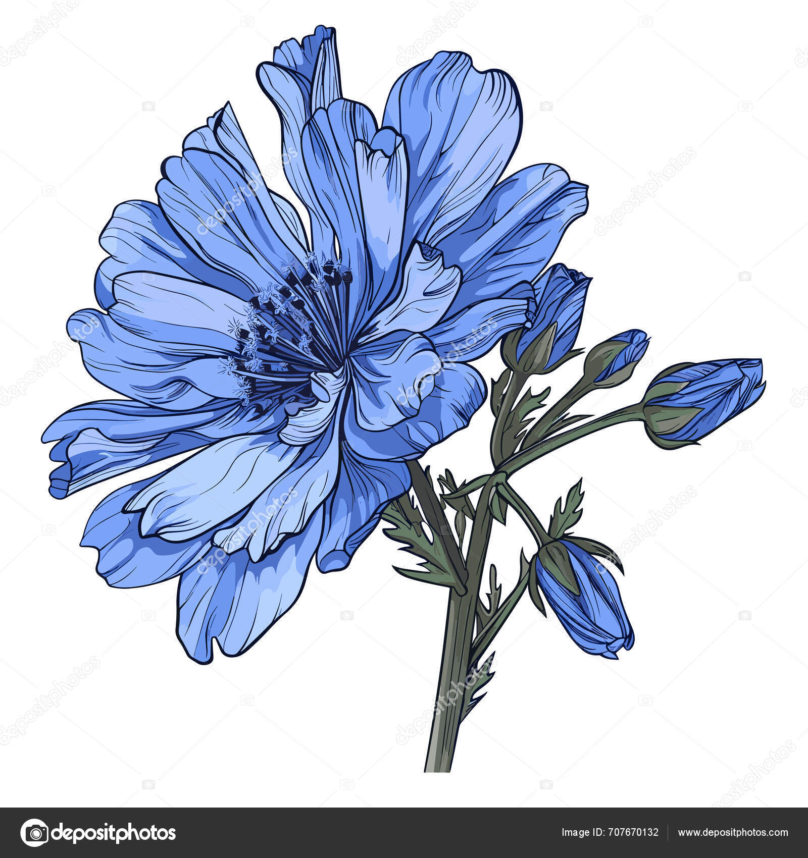 Flowers Root Chicory Plant Vector Illustration Useful Medicinal Herb ...