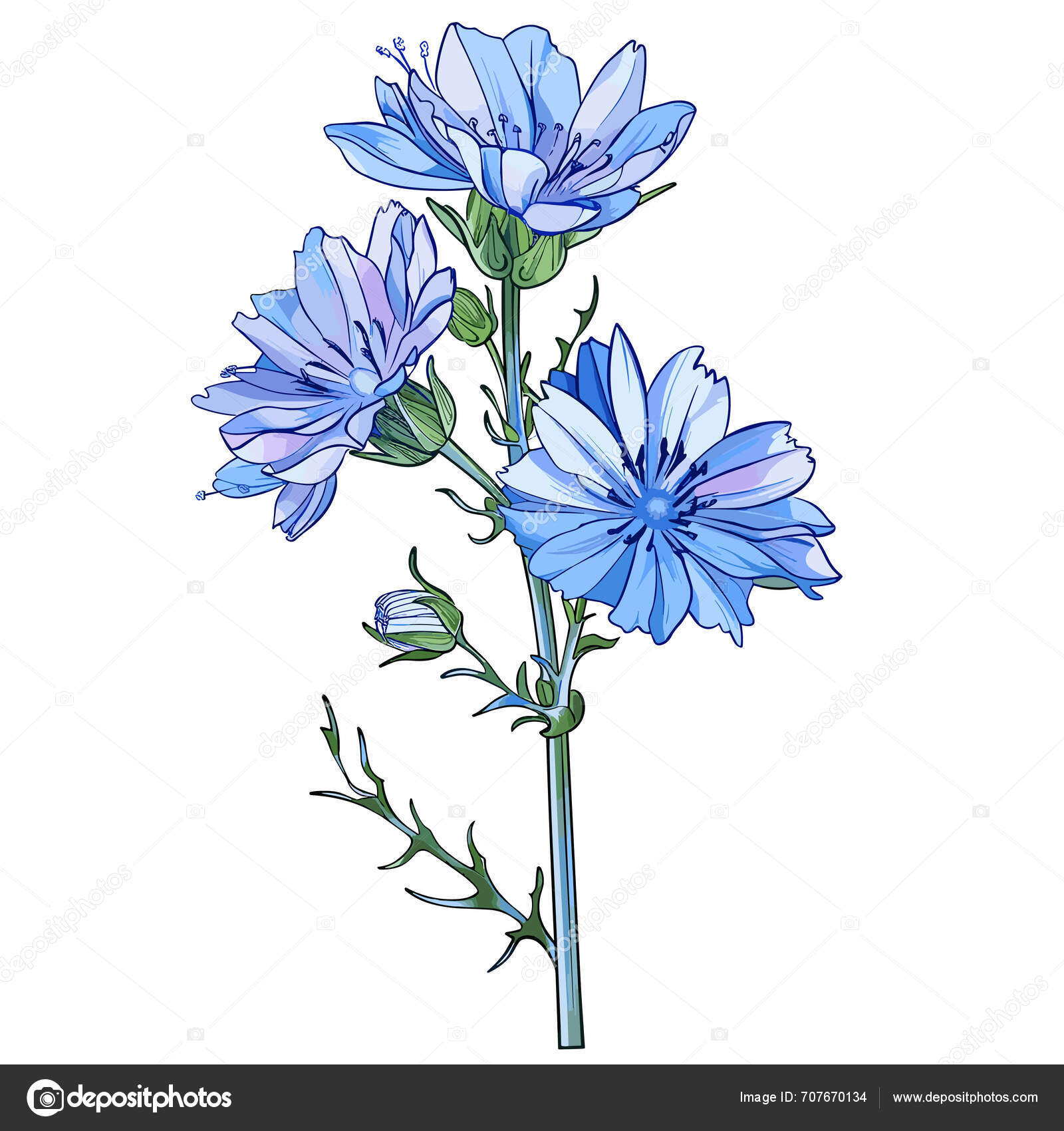 Flowers Root Chicory Plant Vector Illustration Useful Medicinal Herb ...