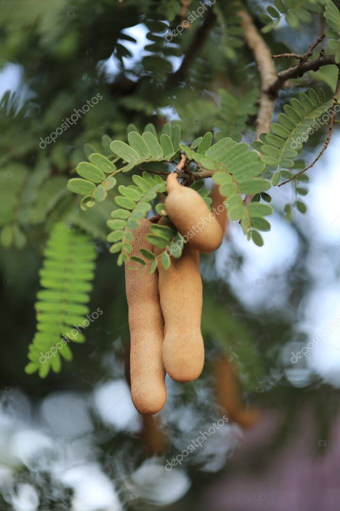 Tamarindo dulce y hojas en los árboles orgánicos. Fruta de tamarindo ...
