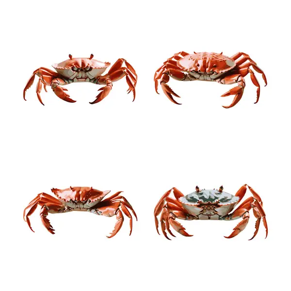 Kraby porcelanowe fotos de stock, imágenes de Kraby porcelanowe sin royalties | Depositphotos