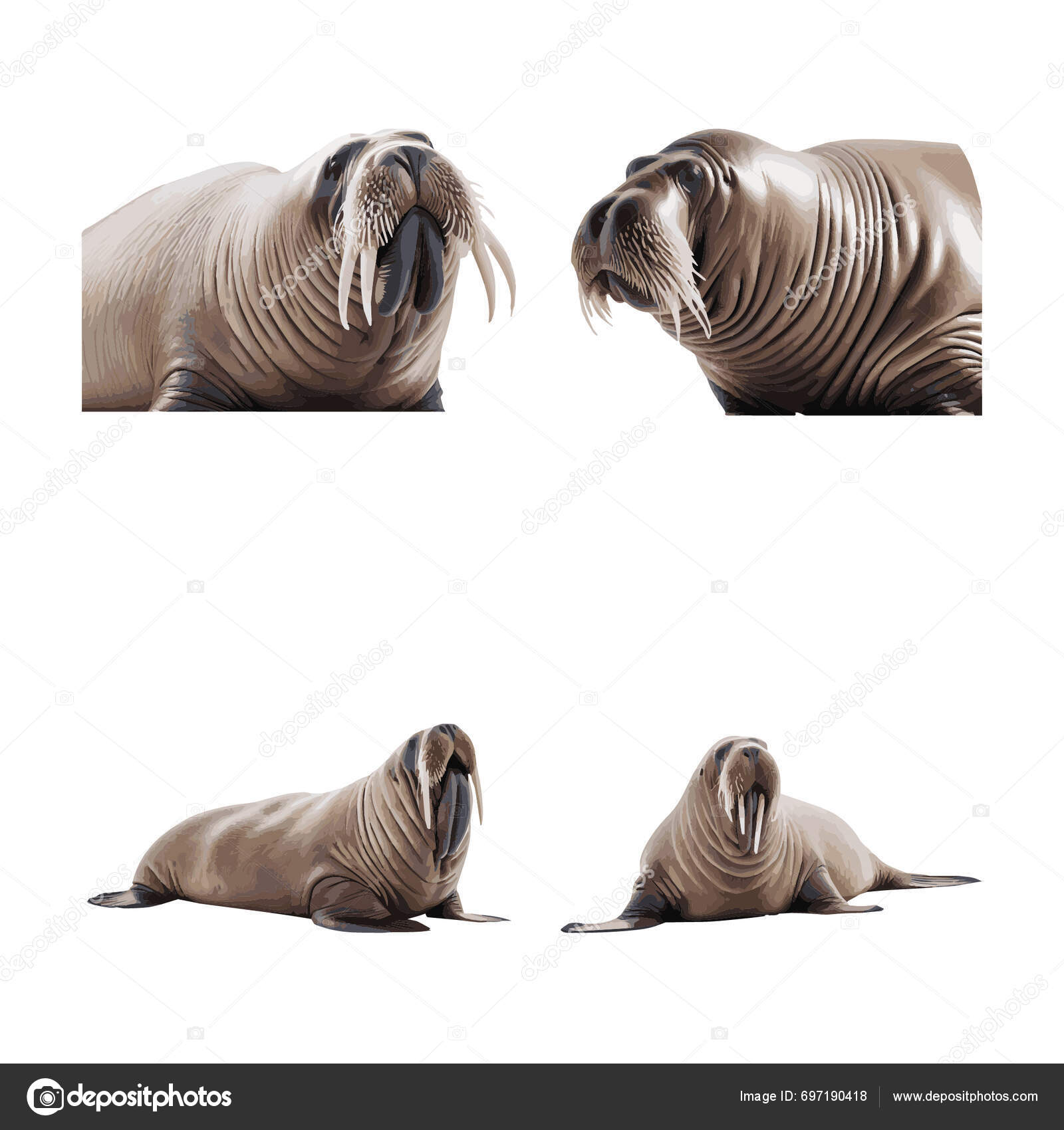 Beautiful Walrus Set Isolated White Background Stock Vector by ©ak53855 ...