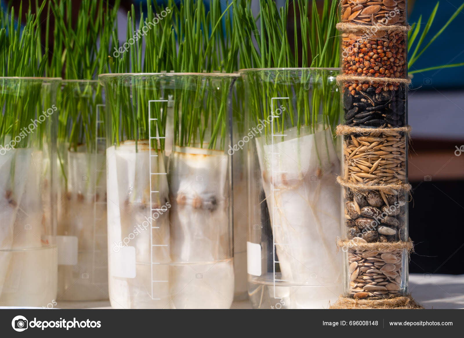 Tube Grain Samples Background Plant Sprouts Agricultural Laboratory ...