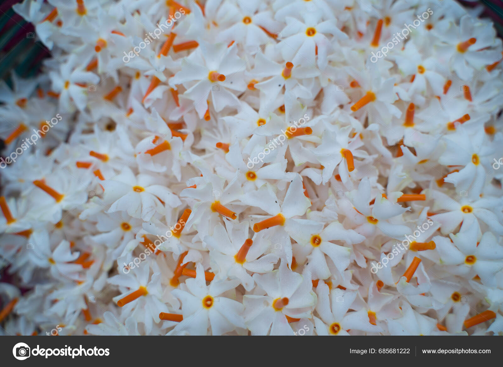 Night Jasmine Seuli Shefali Flower Symbol Flower Saradiya Durga Puja ...