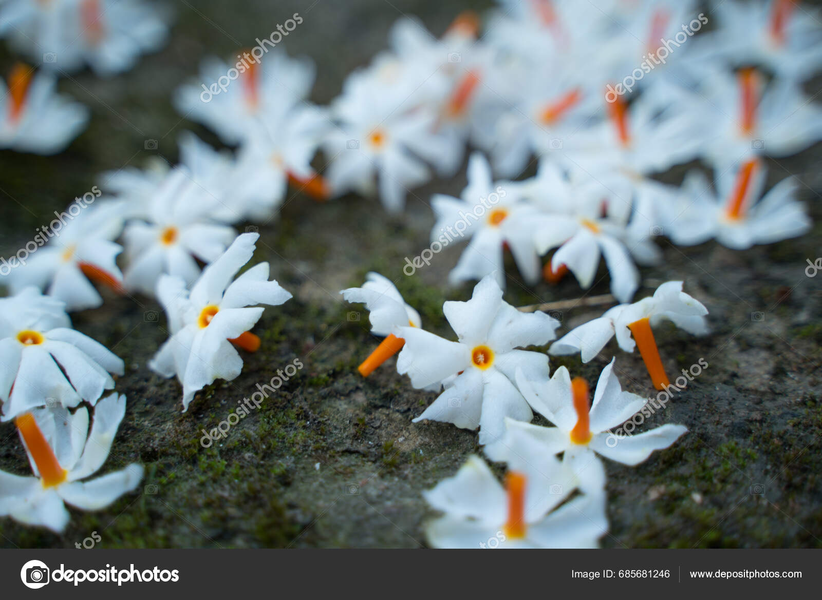 Night Jasmine Seuli Shefali Flower Symbol Flower Saradiya Durga Puja ...