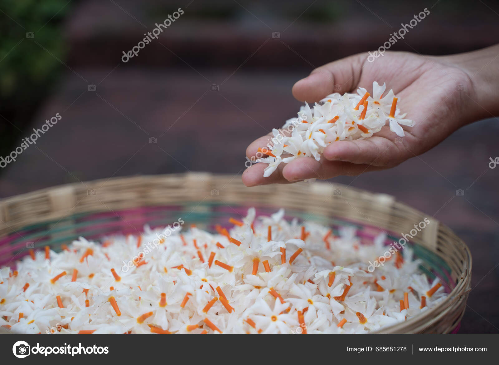 Night Jasmine Seuli Shefali Flower Symbol Flower Saradiya Durga Puja ...