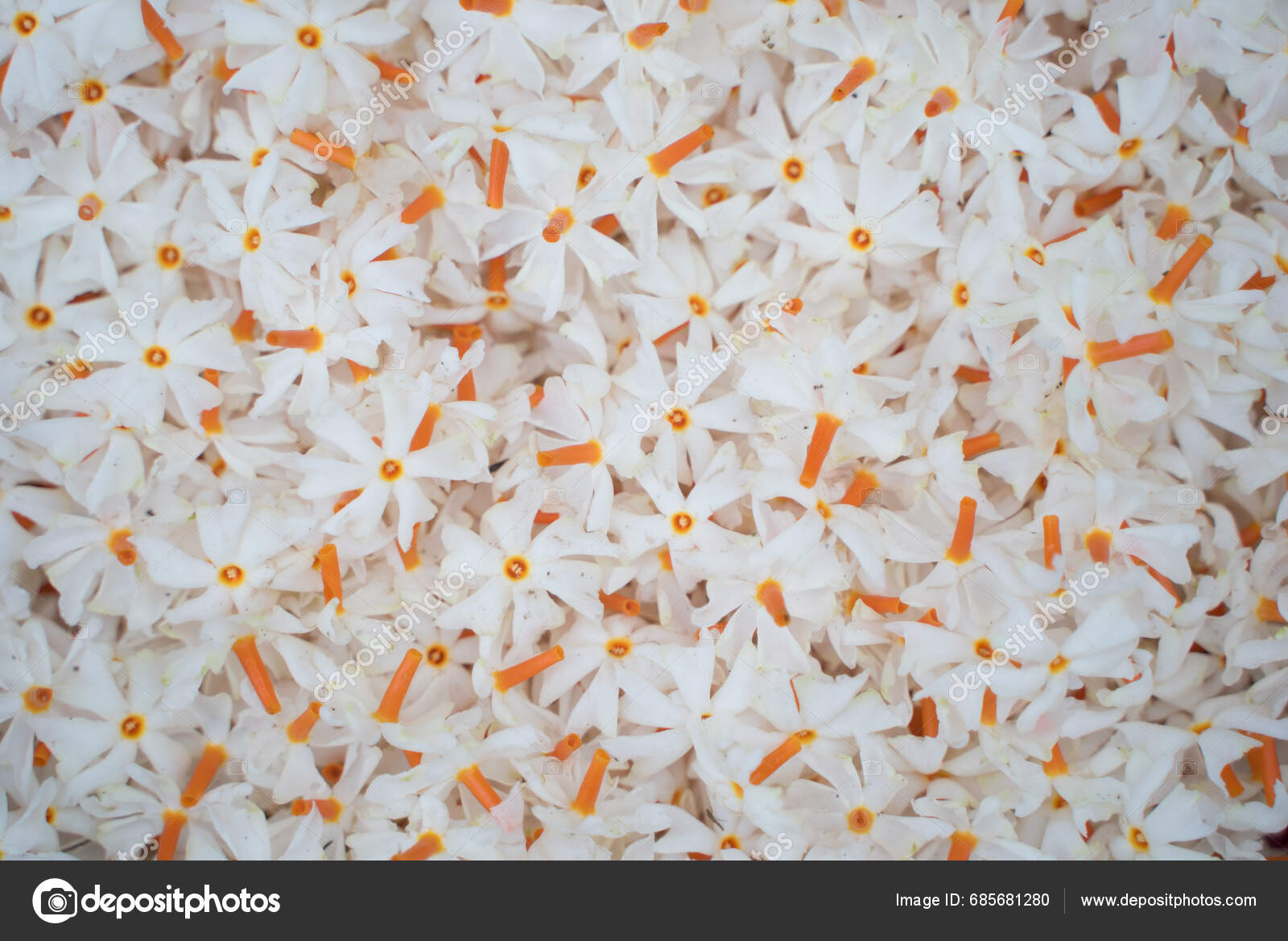 Night Jasmine Seuli Shefali Flower Symbol Flower Saradiya Durga Puja ...