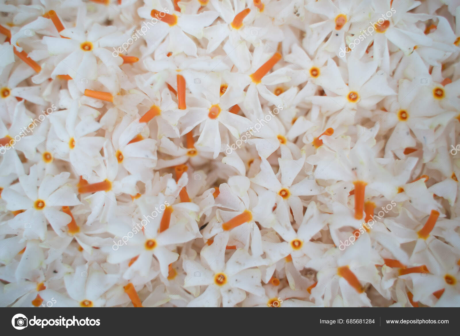 Night Jasmine Seuli Shefali Flower Symbol Flower Saradiya Durga Puja ...