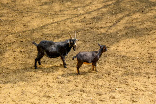 Ethiopia goats Stock Photos, Royalty Free Ethiopia goats Images ...