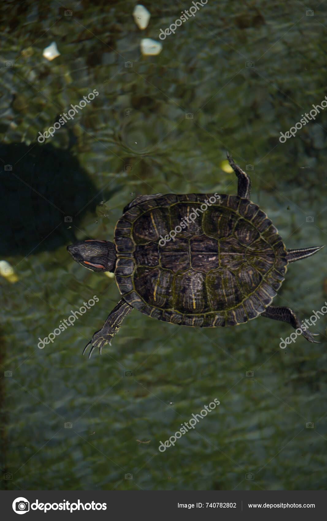 Lonely Turtle Swimming Muddy Water Lake — Stock Photo © turgayada ...