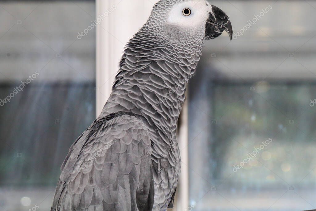 Una loro gris africano mascota sentada en la parte superior de su jaula ...