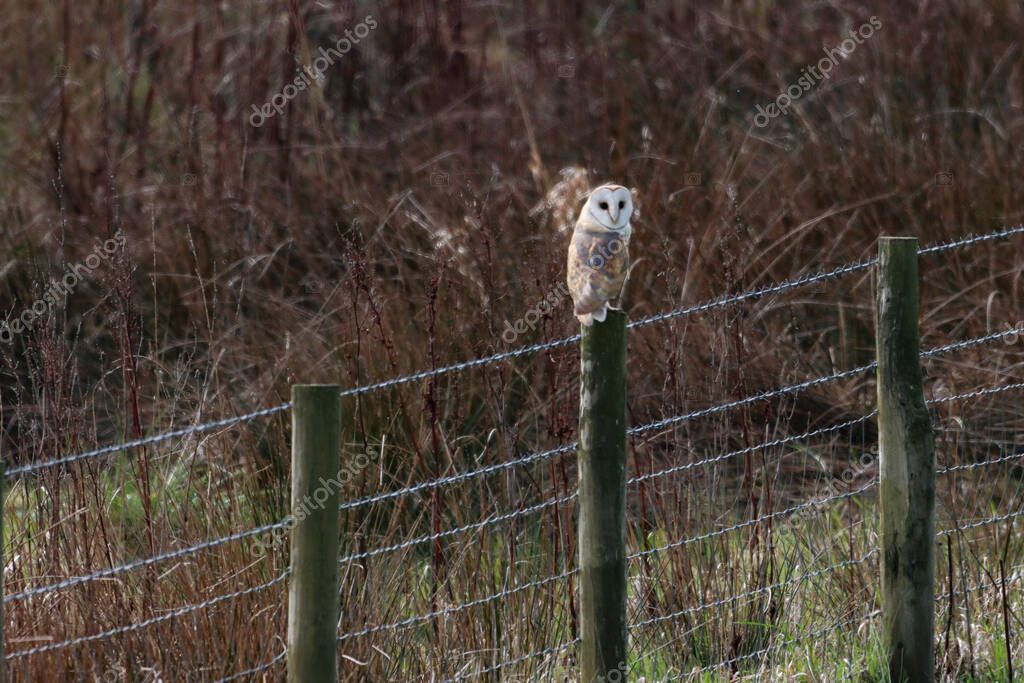 Un impresionante retrato animal de un búho granero posado en un poste ...