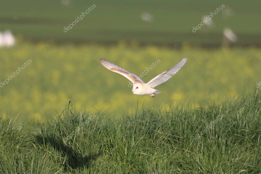 Una impresionante toma de un búho granero volando al atardecer sobre ...