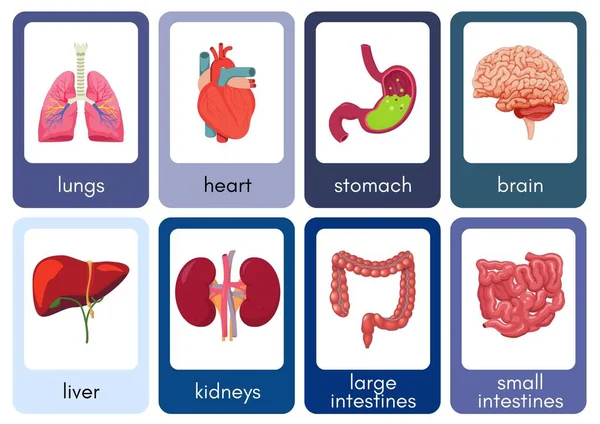 Human internal organs anatomy set vector Stock Photos, Royalty Free ...
