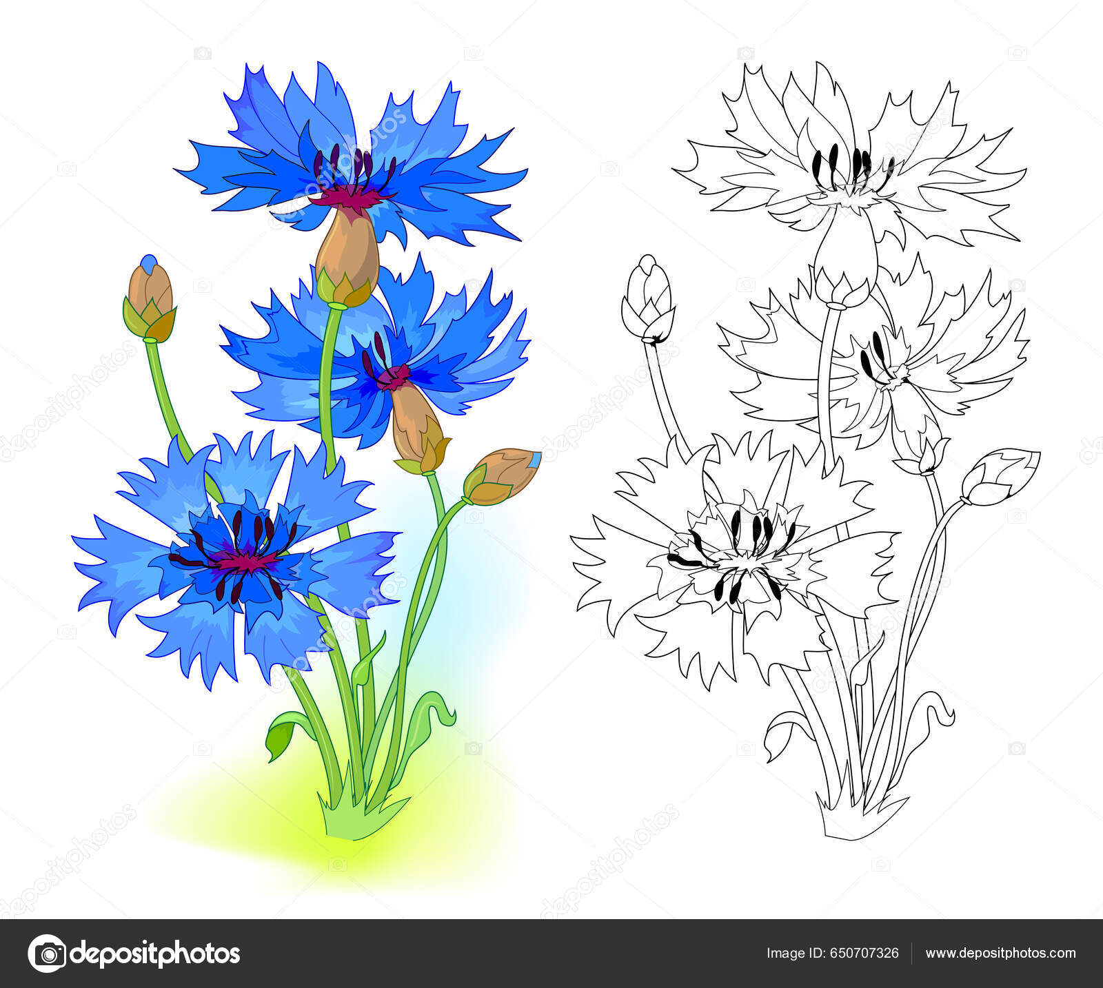 Cornflower Drawing