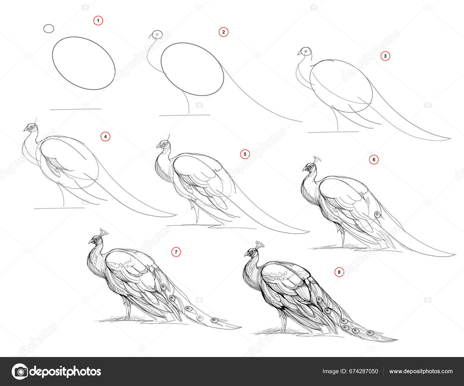 Cómo Dibujar Un Pavo Real Realista