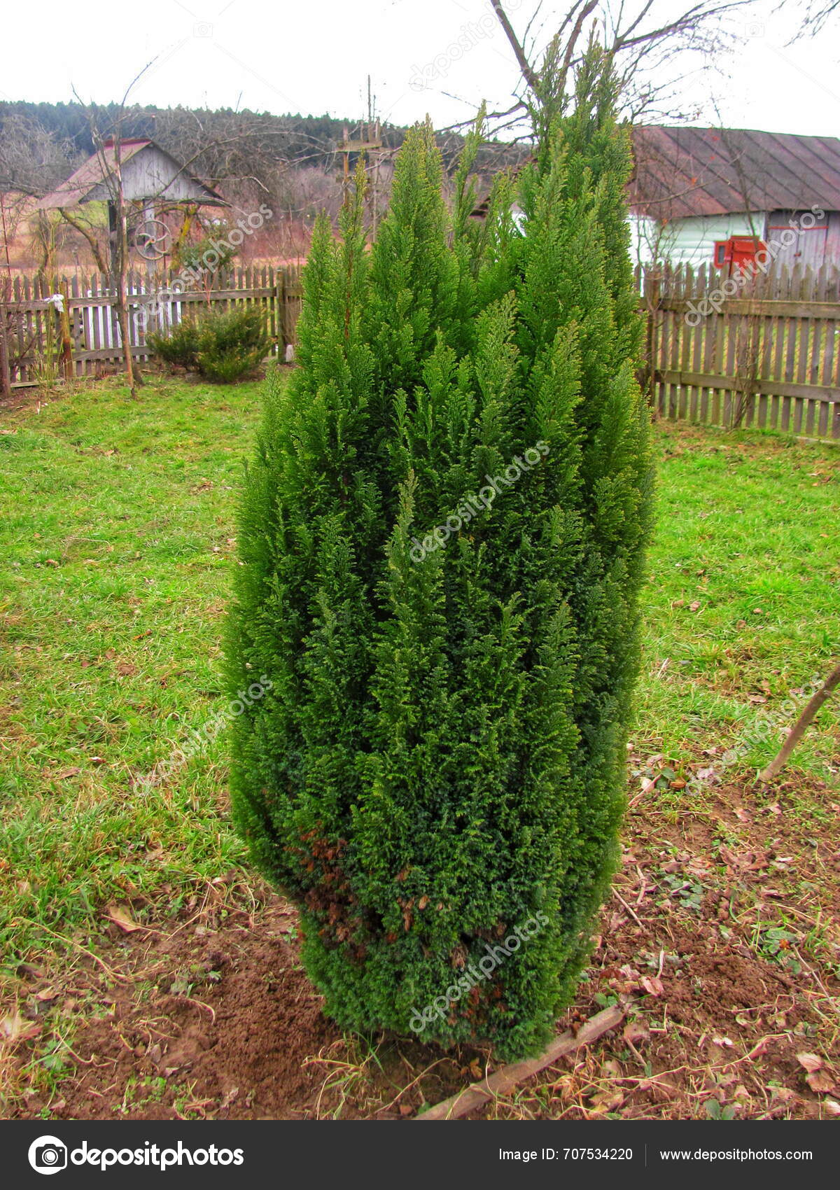 Lush Juniper Shrub Stands Center Garden Rural Surroundings — Stock ...