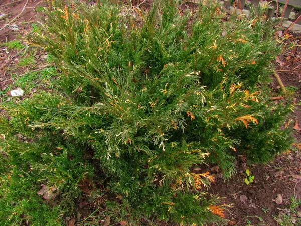 Ringworm bush Stock Photos, Royalty Free Ringworm bush Images ...