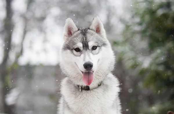 Husky stock fotografie, royalty free Husky obrázky | Depositphotos