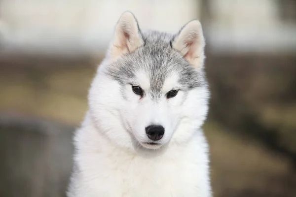 Husky stock fotografie, royalty free Husky obrázky | Depositphotos