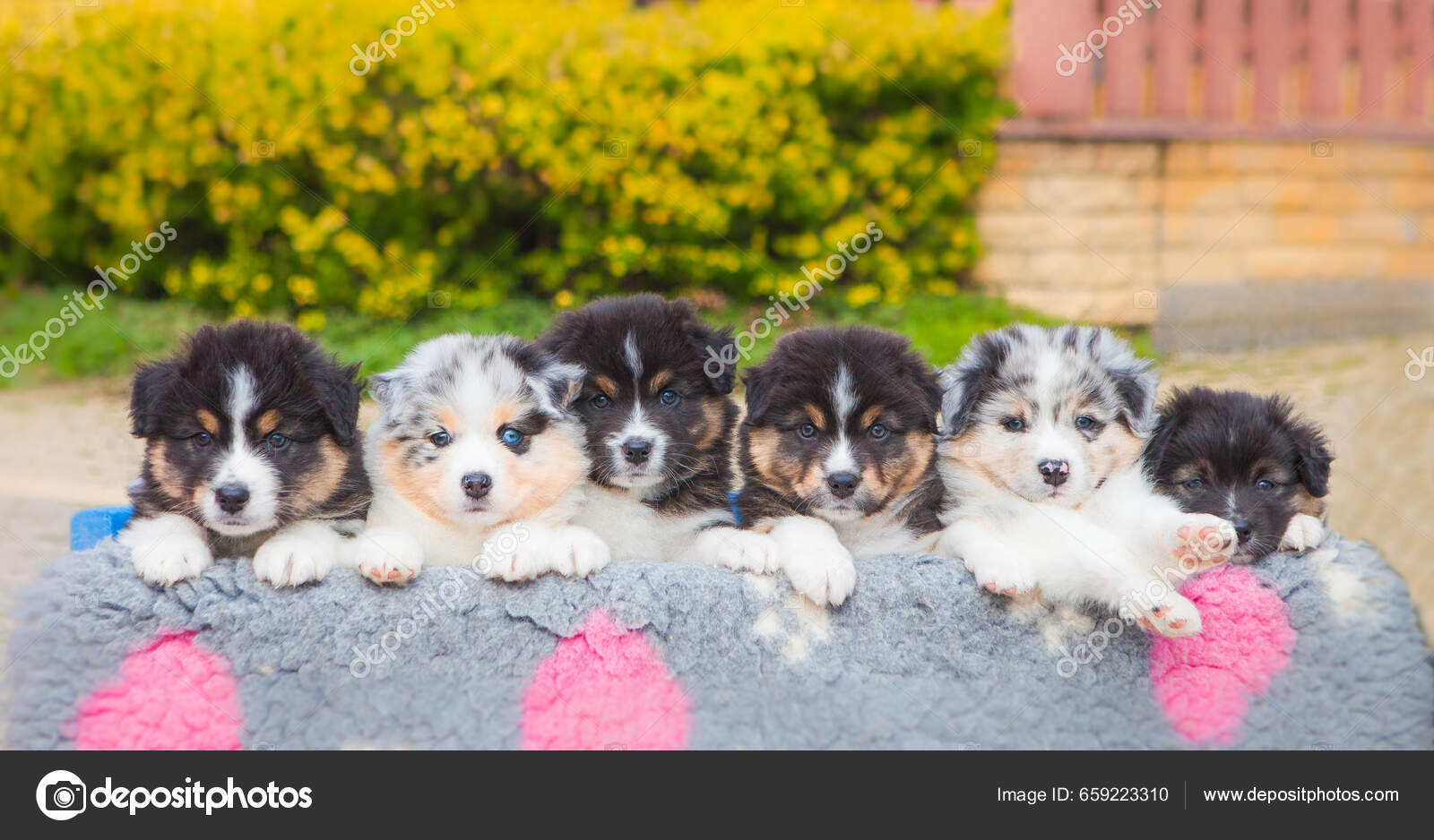 Newborn Australian Shepherd