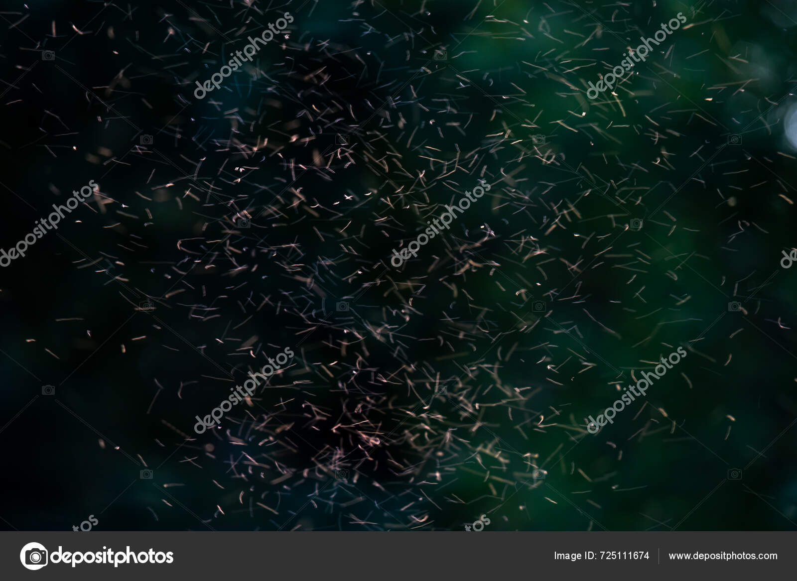 Dense Swarm Midges Sun Light Dark Green Background — Stock Photo ...