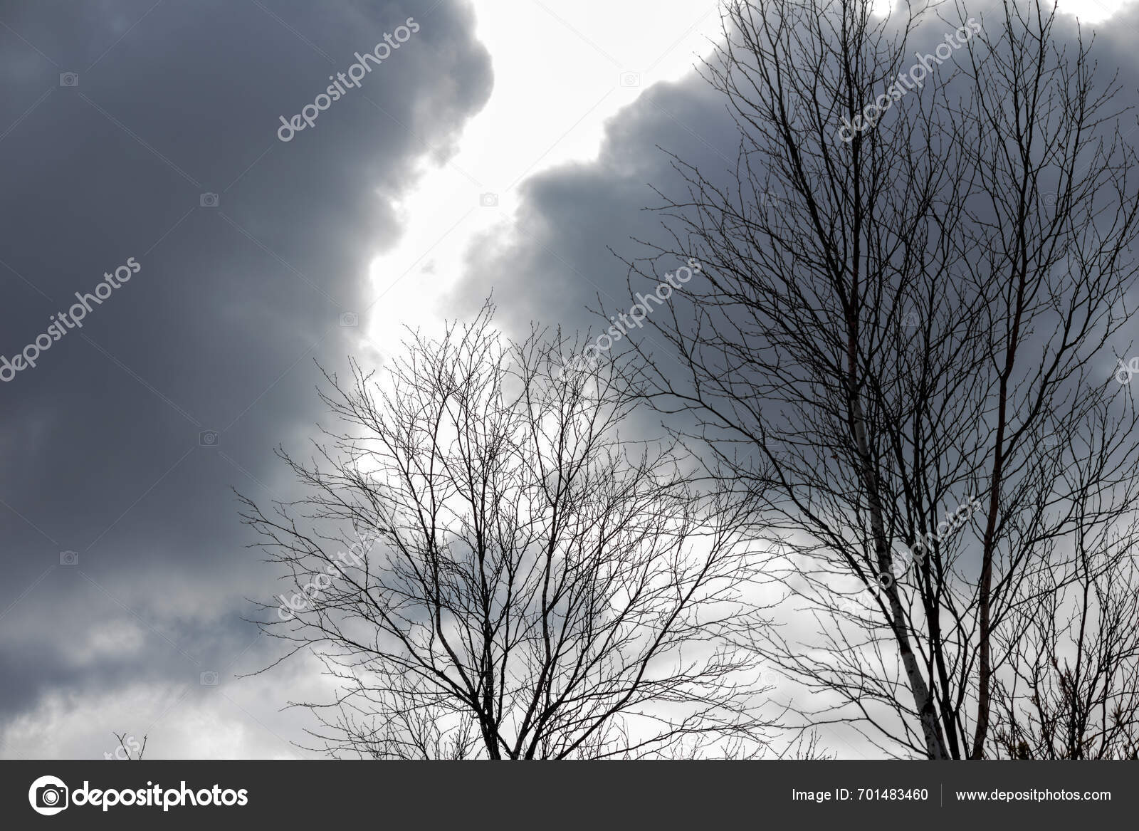 Fine Tree Branches Background Gray Sky Clouds — Stock Photo ...