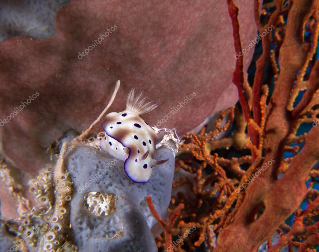 Una nudirama Hypselodoris tryoni en corales blandos Boracay Island ...