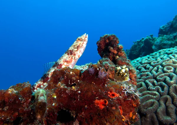 Diving philippines Stock Photos, Royalty Free Diving philippines Images ...