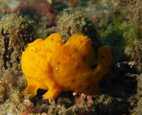 Orange frogfish Stock Photos, Royalty Free Orange frogfish Images ...