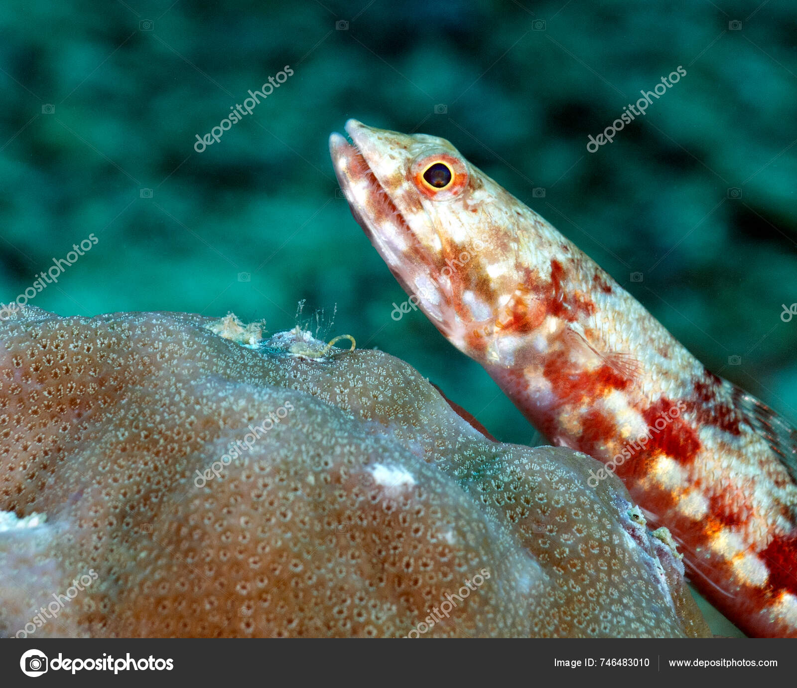 Close View Sand Lizardfish Boracay Island Philippines — Stock Photo ...