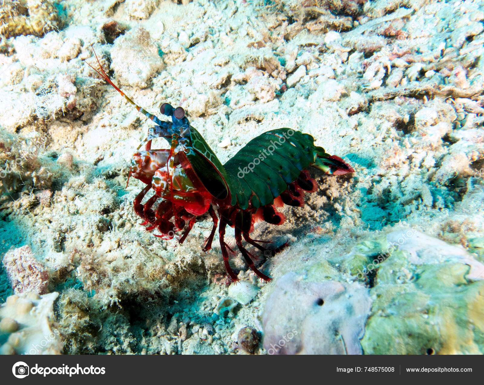 Peacock Mantis Shrimp Walking Rocks Boracay Island Philippines — Stock ...