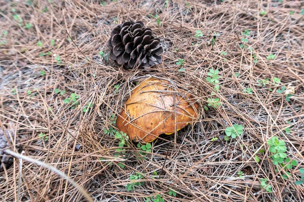 Cono del pino gigante fotos de stock, imágenes de Cono del pino gigante ...