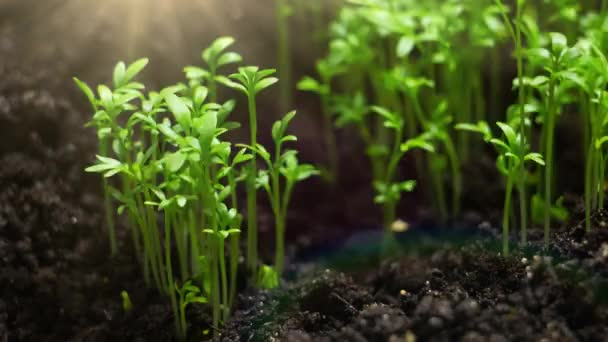 20,398 Seed growing Videos, Royalty-free Stock Seed growing Footage ...